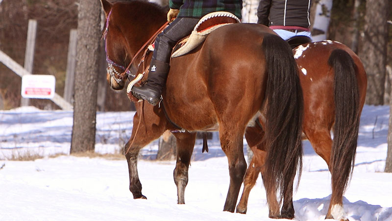 Horse Rides - Charmingfare Farm