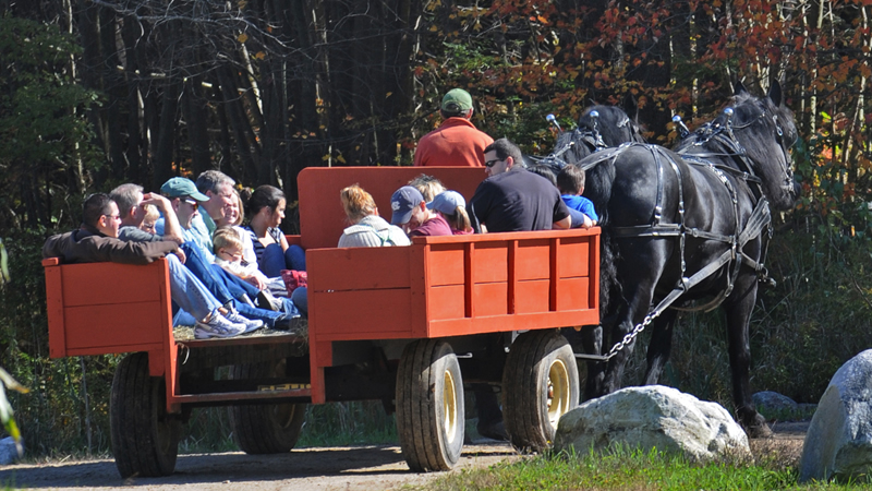 Horse Rides - Charmingfare Farm