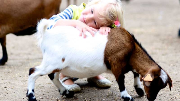 Charmingfare Farm - It's a Zoo