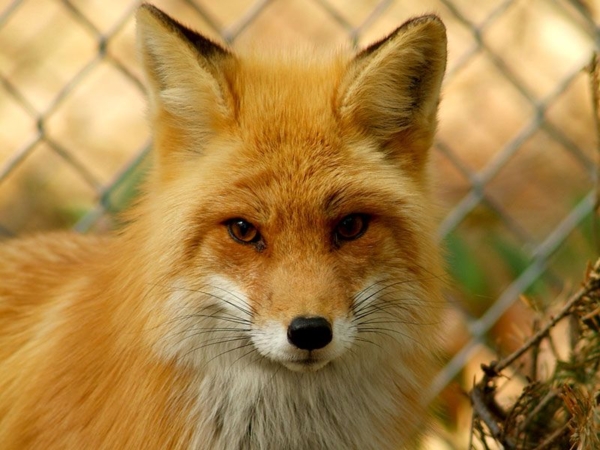 Red Fox - Charmingfare Farm