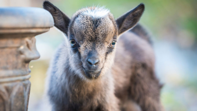 Barnyard Babies & Beyond - Charmingfare Farm