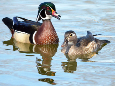 Wood Duck - Charmingfare Farm
